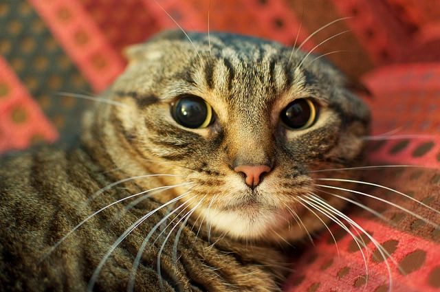 Understanding and Addressing Overstimulation in Cats
