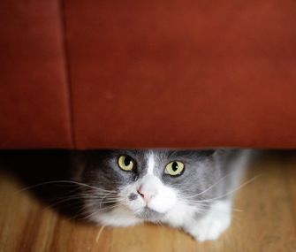 Understanding Shy, Timid and Fearful Cats