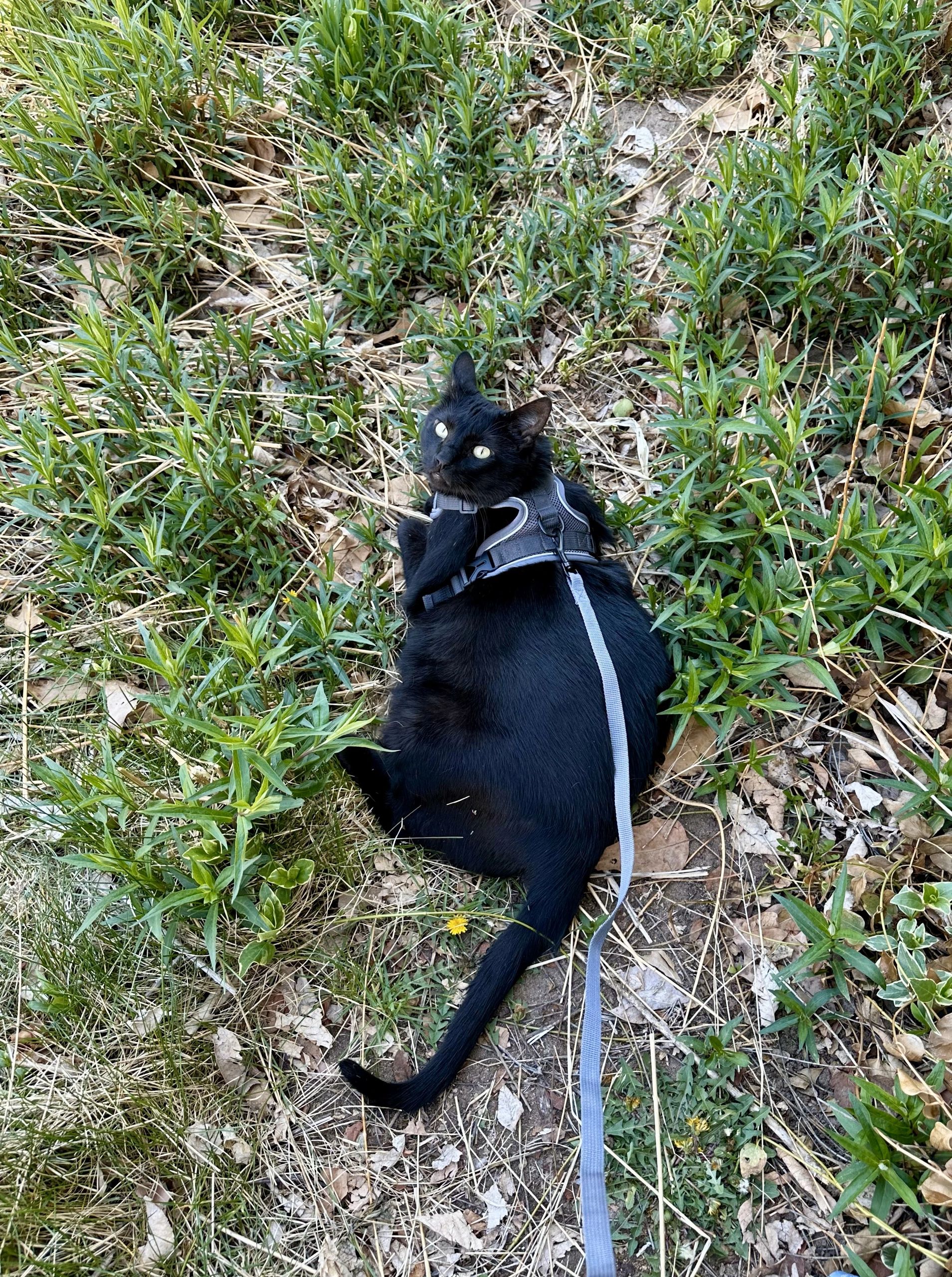 Overstimulation in Cats and the Role of Harness Training