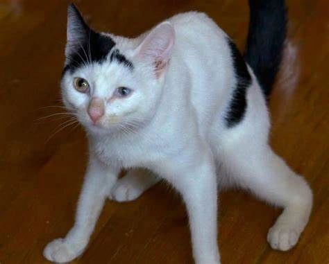 Cerebellar Hyperplasia in Cats: Understanding Wobbly Cat Syndrome