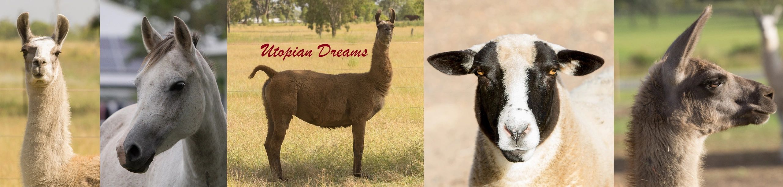 Utopian Dreams Farm and Shearing Services