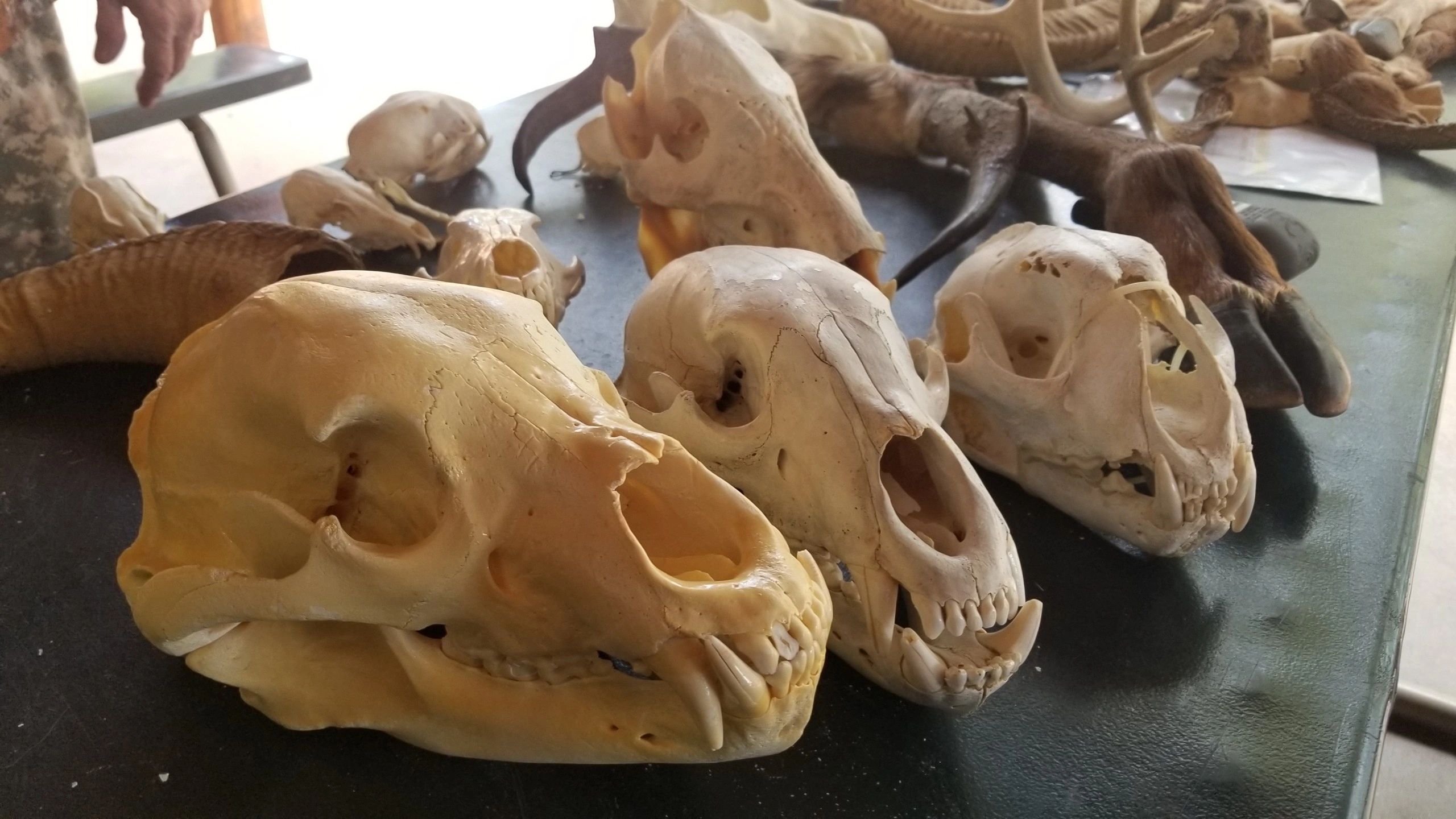 Phoenix Varmint Callers Inc