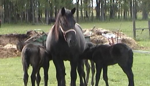 Roseview Farms - Horses for Sale, Draft Percherons Draft Crosses