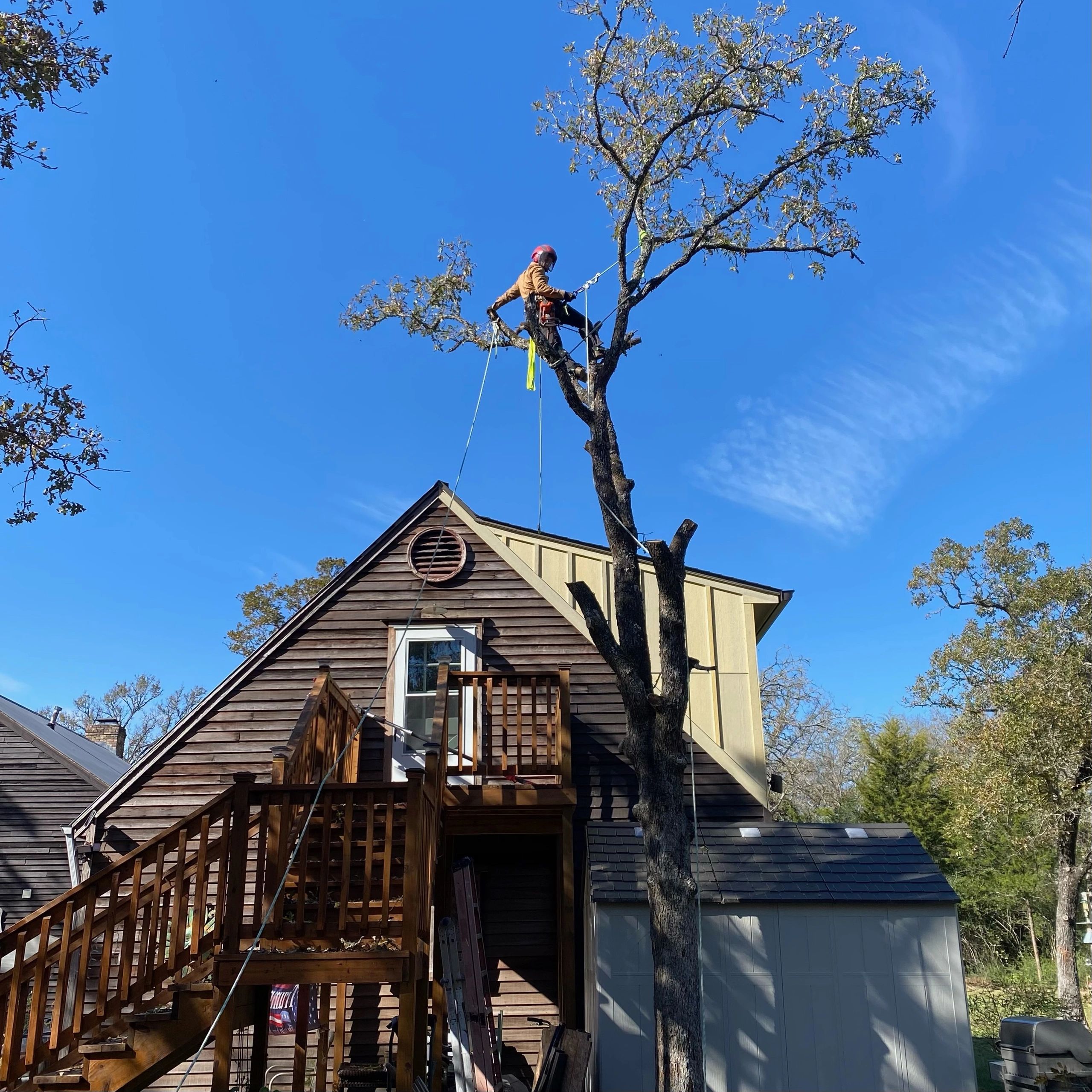 Living Tree LLC