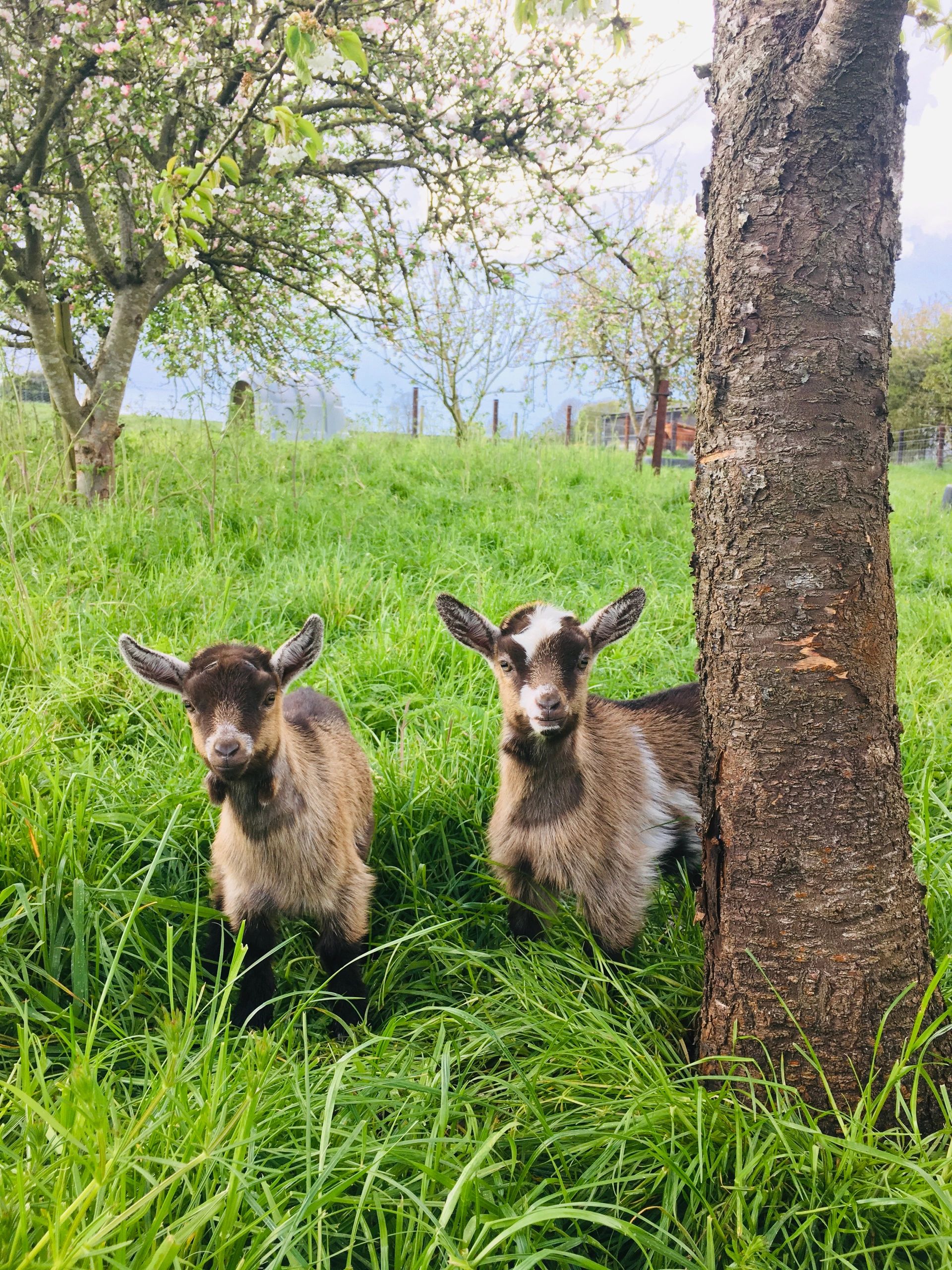 Woodlets Pygmy Goats