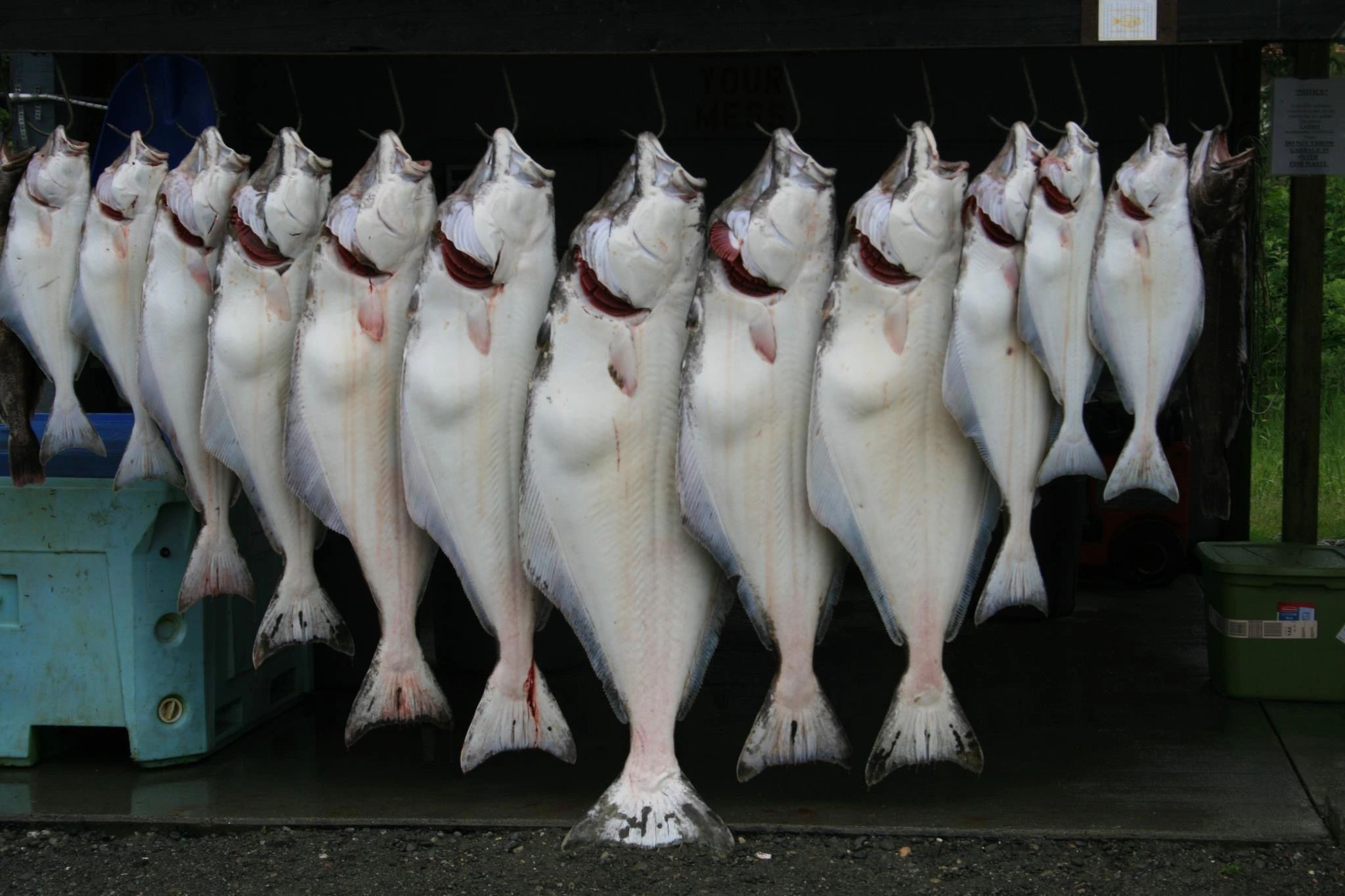 Experience the Tlingit Warrior Spirit with Gary Klushkan at Fish Yakutat