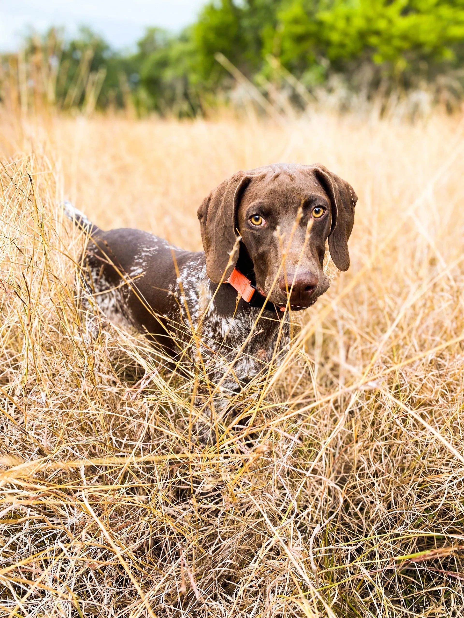 Jax Gun Dogs - Bird Dog Training, Duck Hunting Dog Training, Canine ...