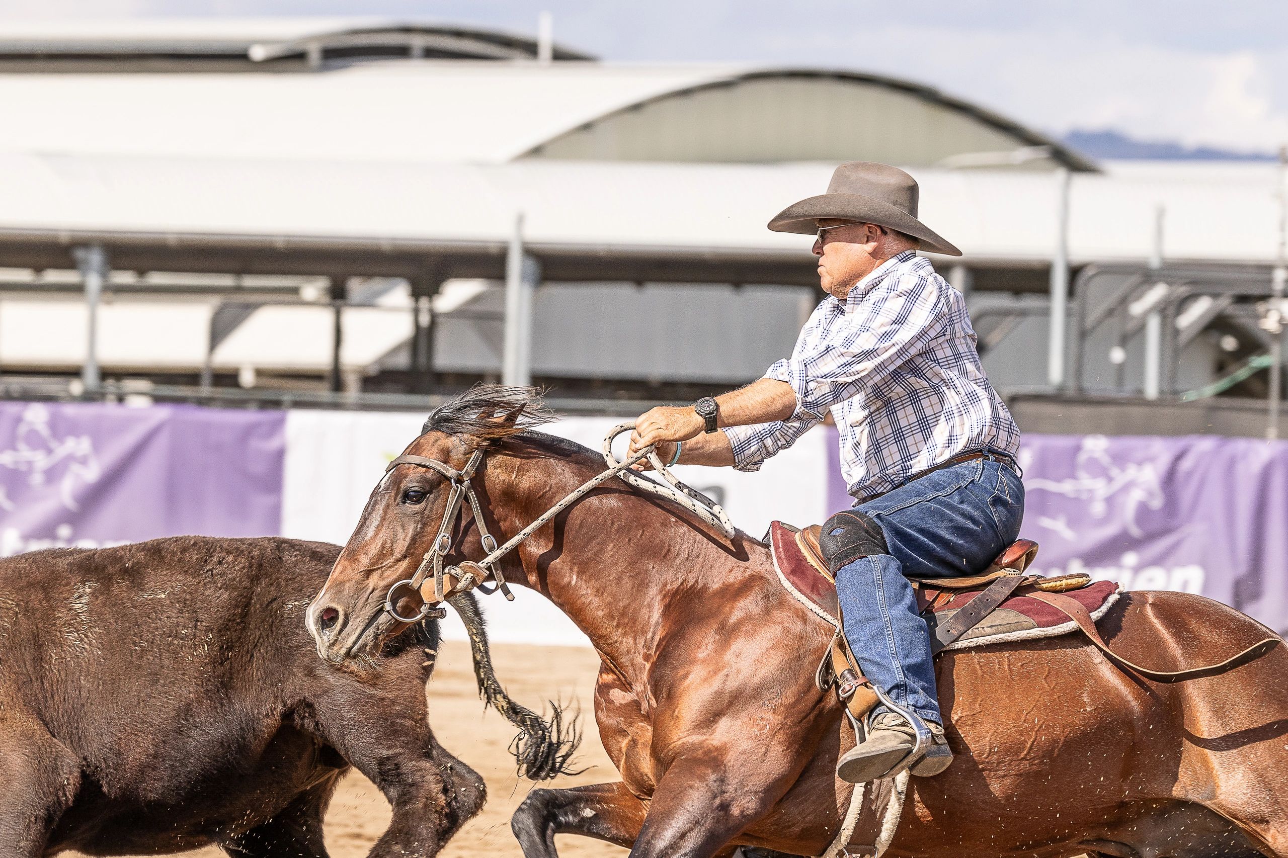 Penwood Creations - Campdraft and Equine Photography, Family and ...
