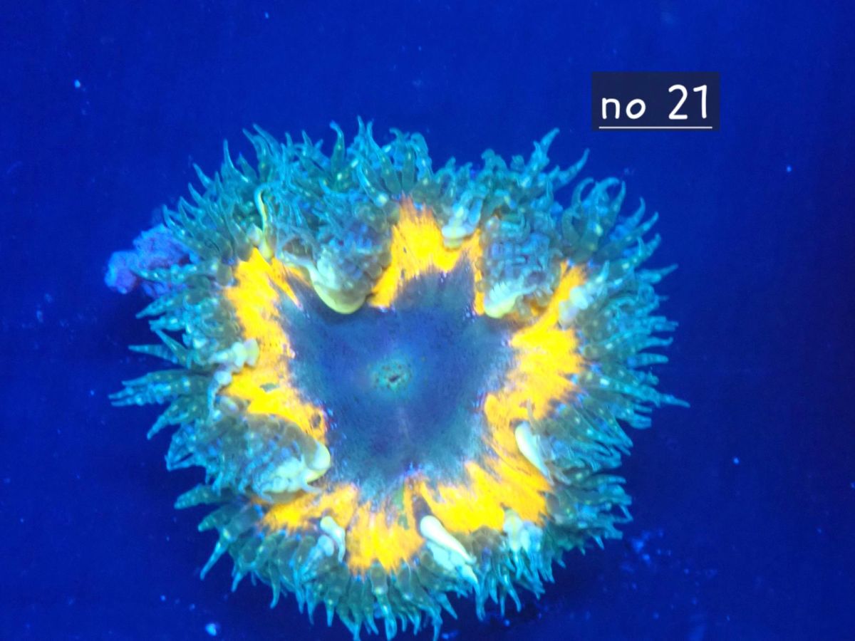 Florida Rock Flower No, 21
