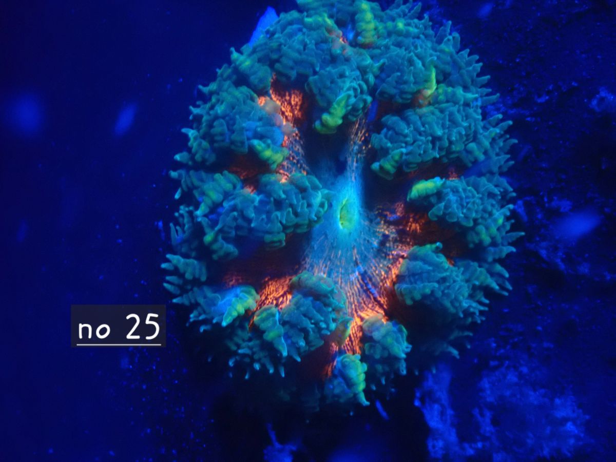 Florida Rock Flower No. 25