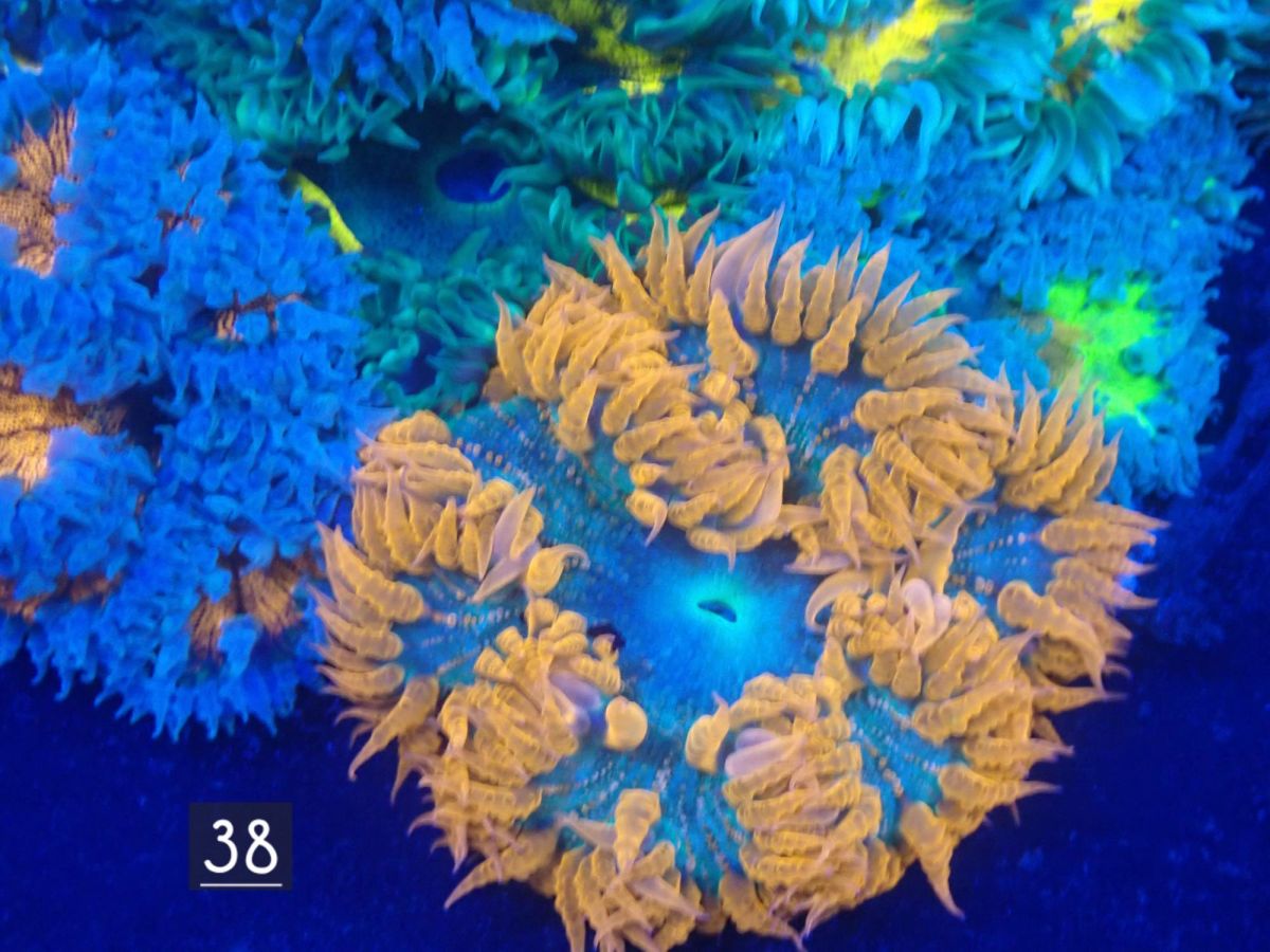 Florida Rock Flower No. 38