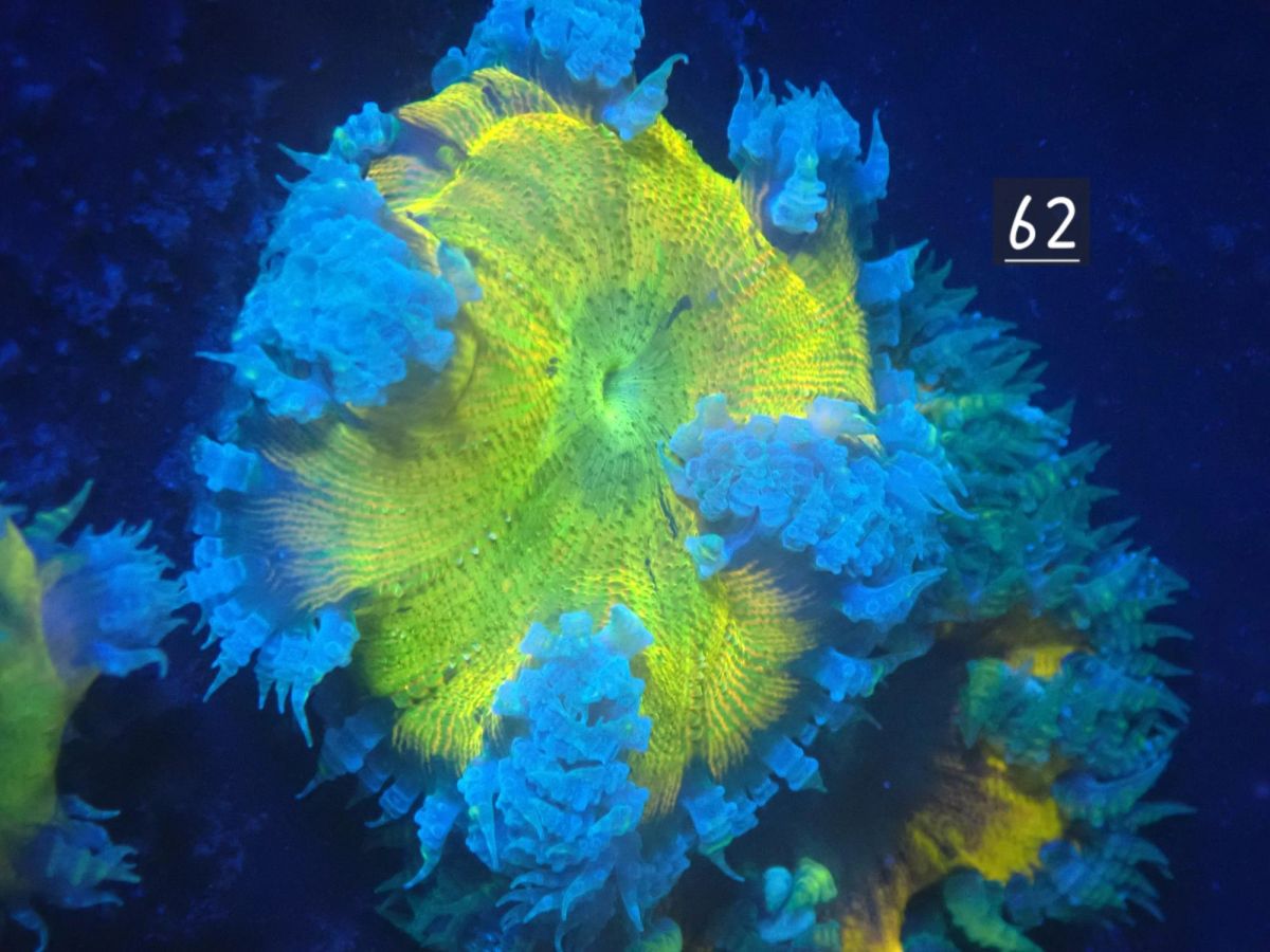Florida Rock Flower No. 62