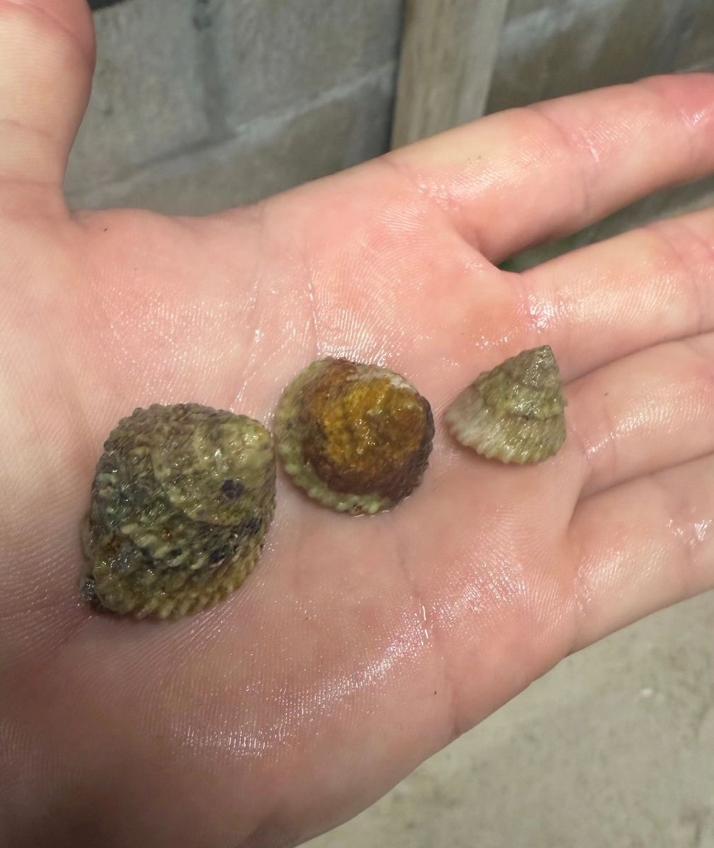 Astrea Snails