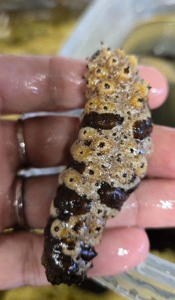 Sea Cucumbers