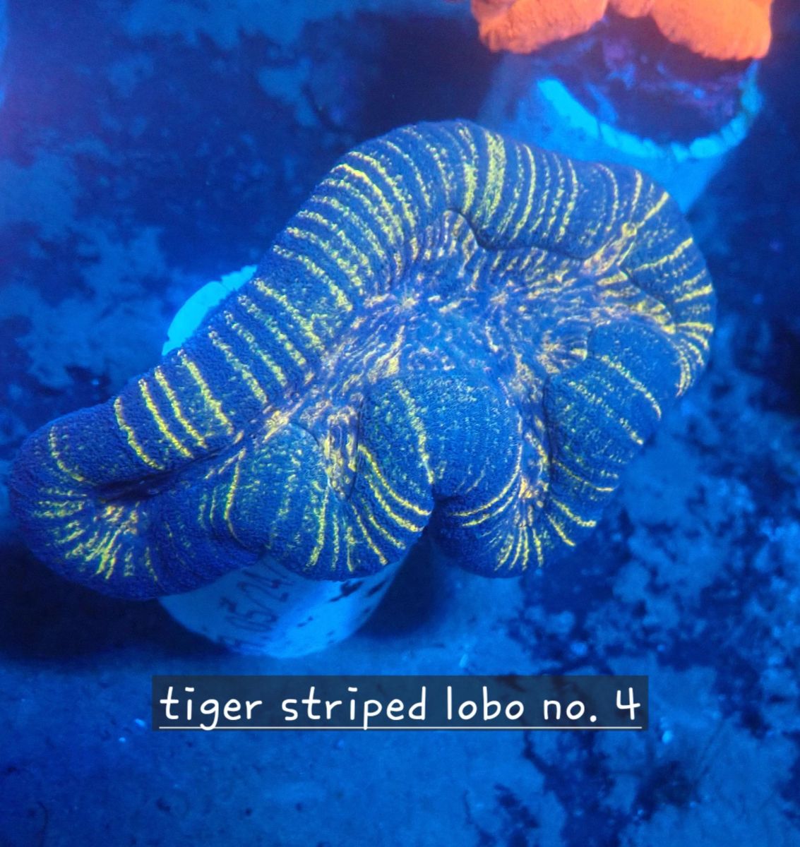 Tiger Striped Lobo (Tongan) No. 4