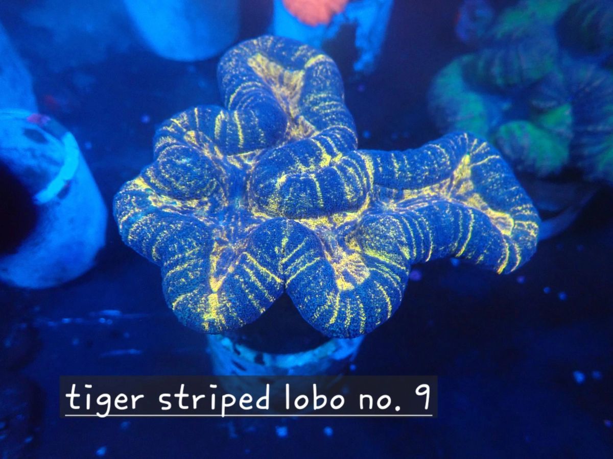 Tiger Striped Lobo (Tongan) No. 9