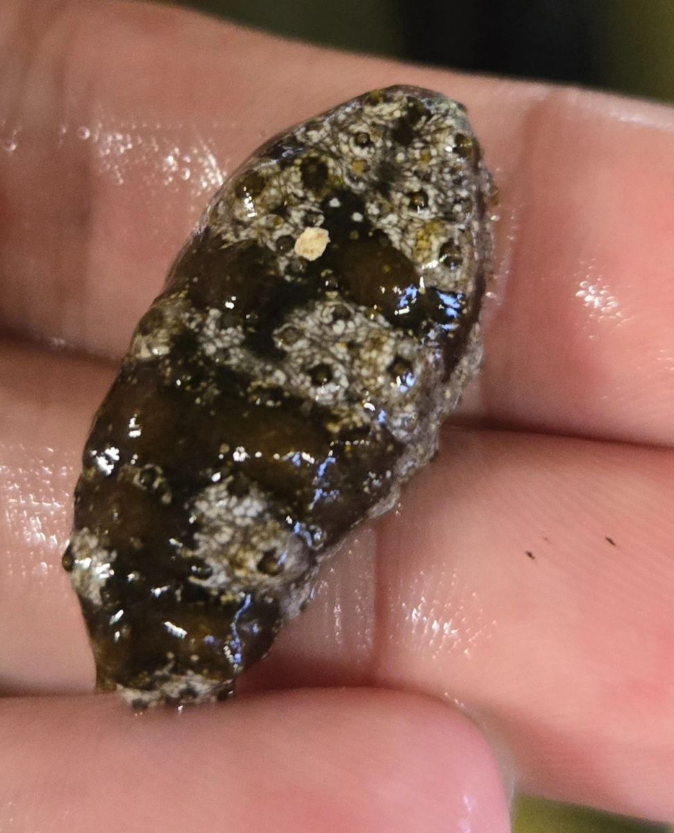 Baby Atlantic Sea Cucumber