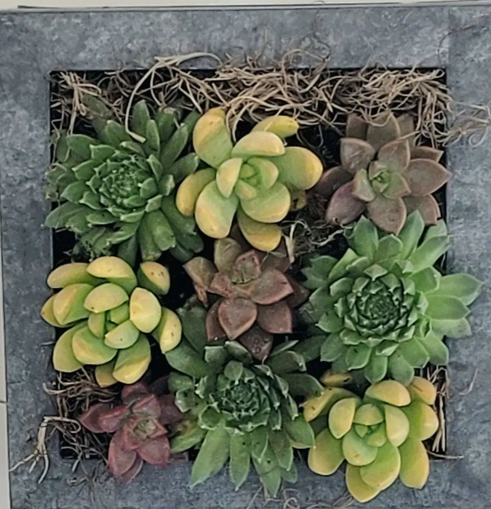 Fun with succulents - Succulent Displays - San Jose, California