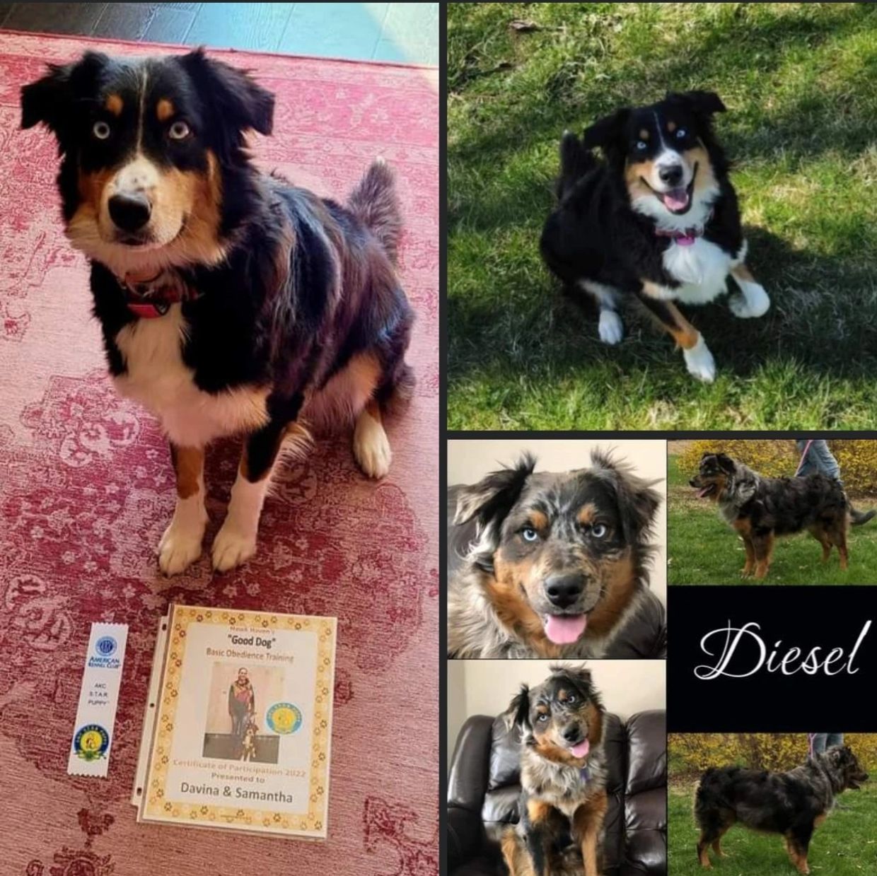 Available Puppies! | Samara's Australian Shepherds