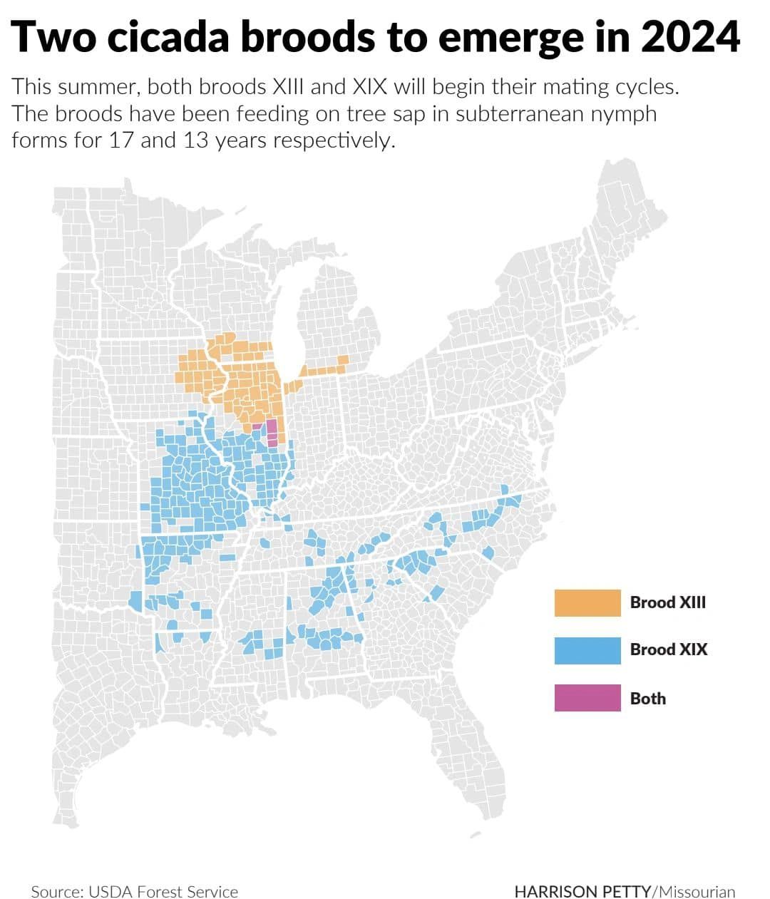 Cicadas Emergence and Expected Tree Damage