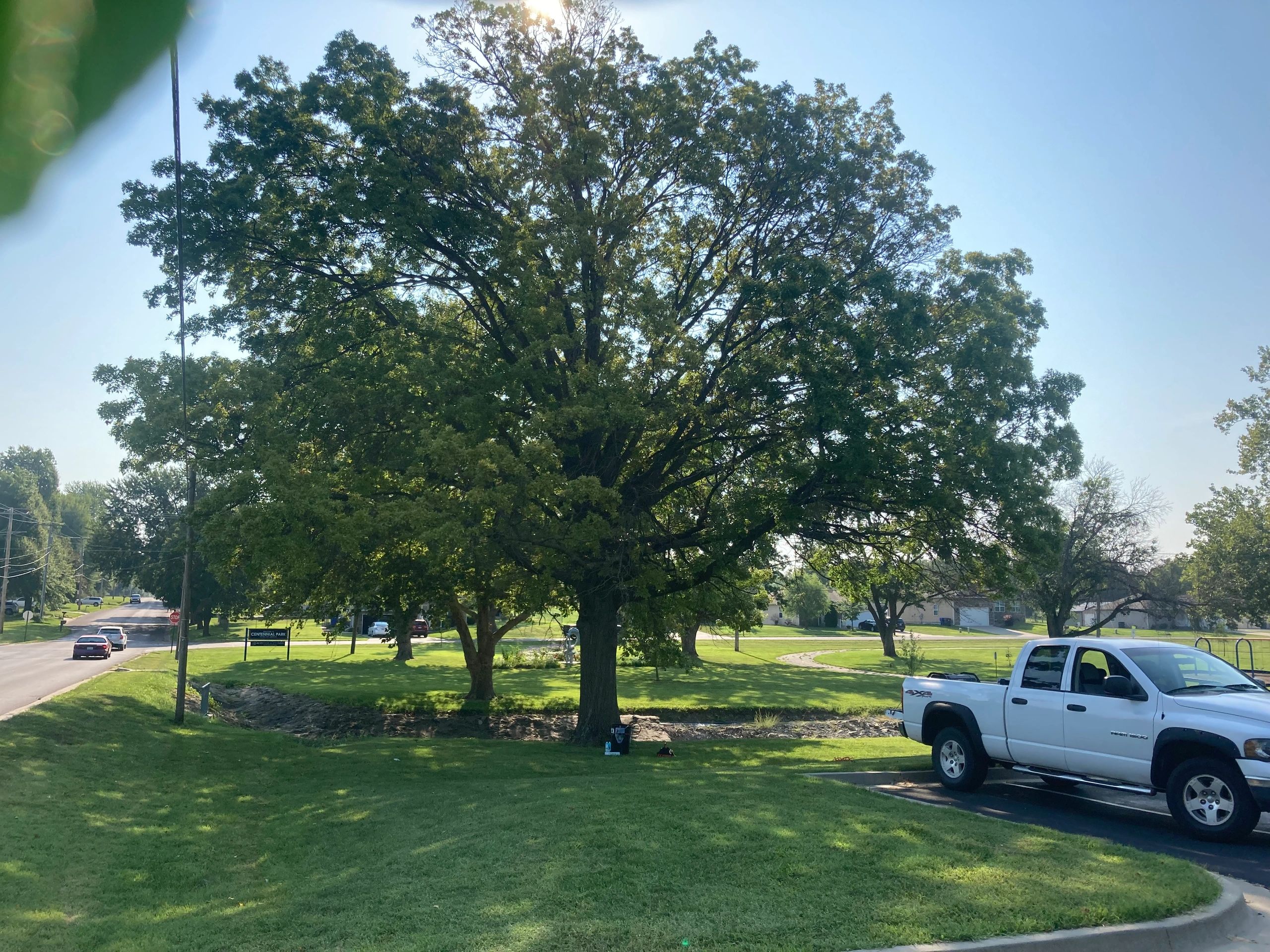 Donating to save an iron deficient oak tree.