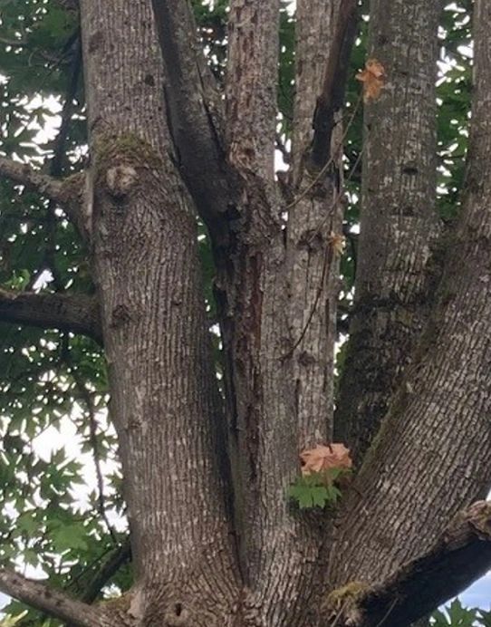 Sooty Bark Disease Found in Sedalia, Missouri!