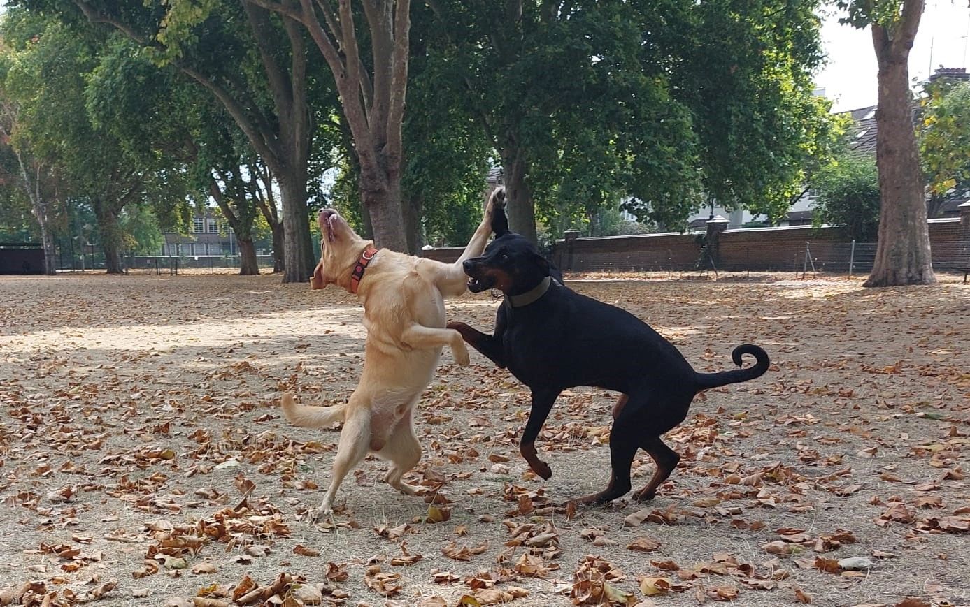 The Unruly Dogs Club