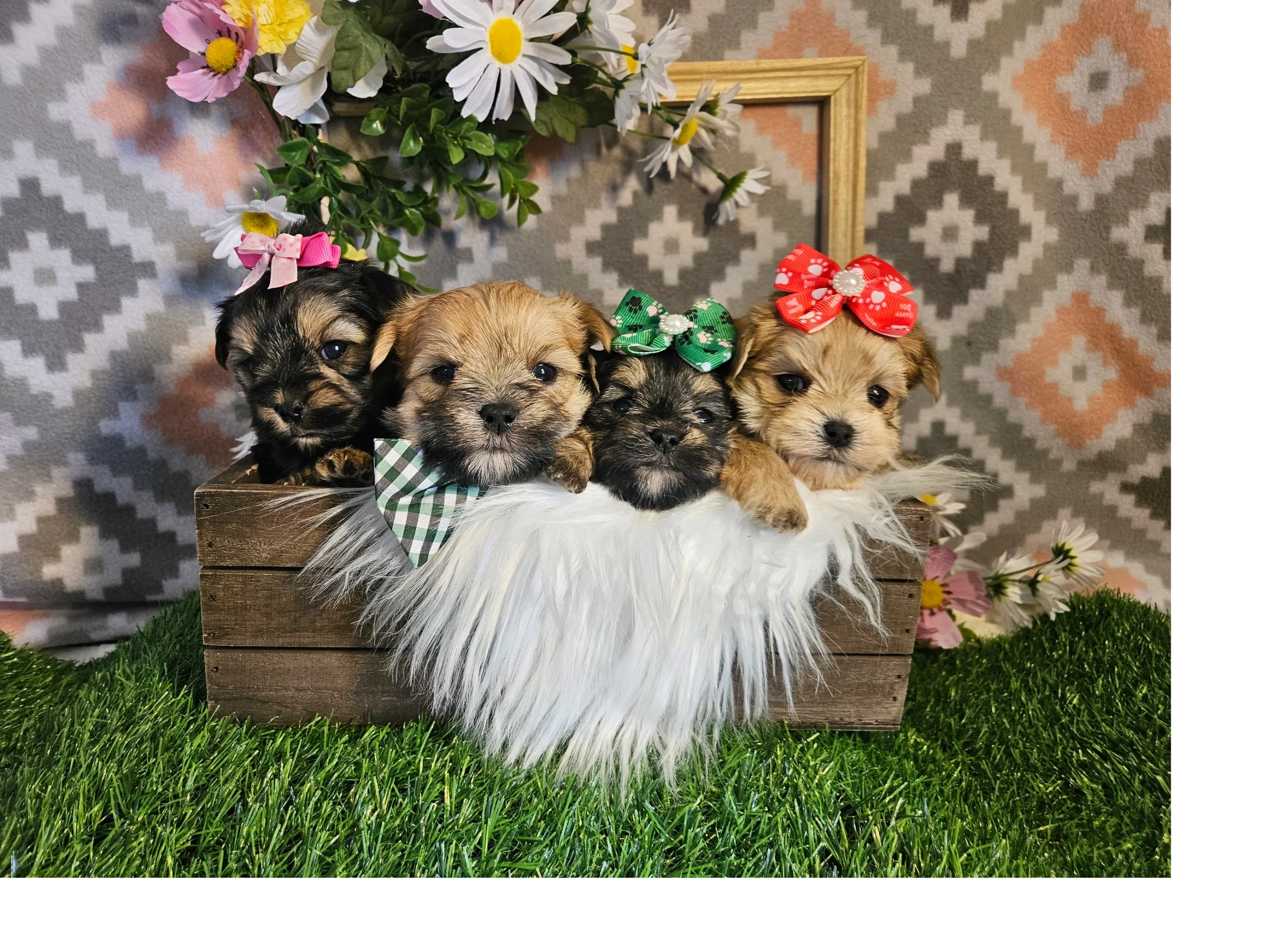 Zumbach Puppies - Puppies, Available Puppies, Morkie Maltese Yorkie ...