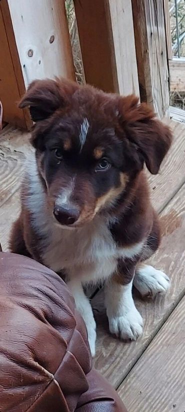 ABCA Border Collies For Sale in Texas from Imported bloodlines