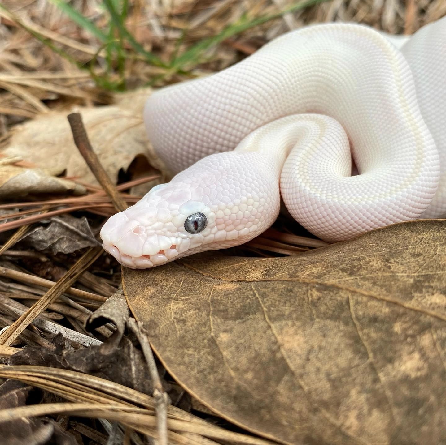 Rubicon Reptiles