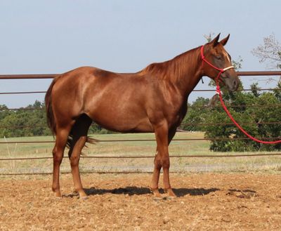 Trail Horses | Wolfe Ranch