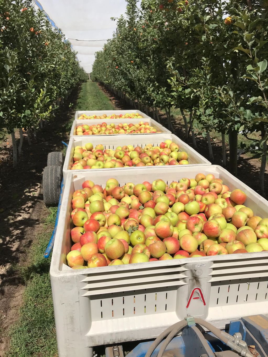 Allred Orchards