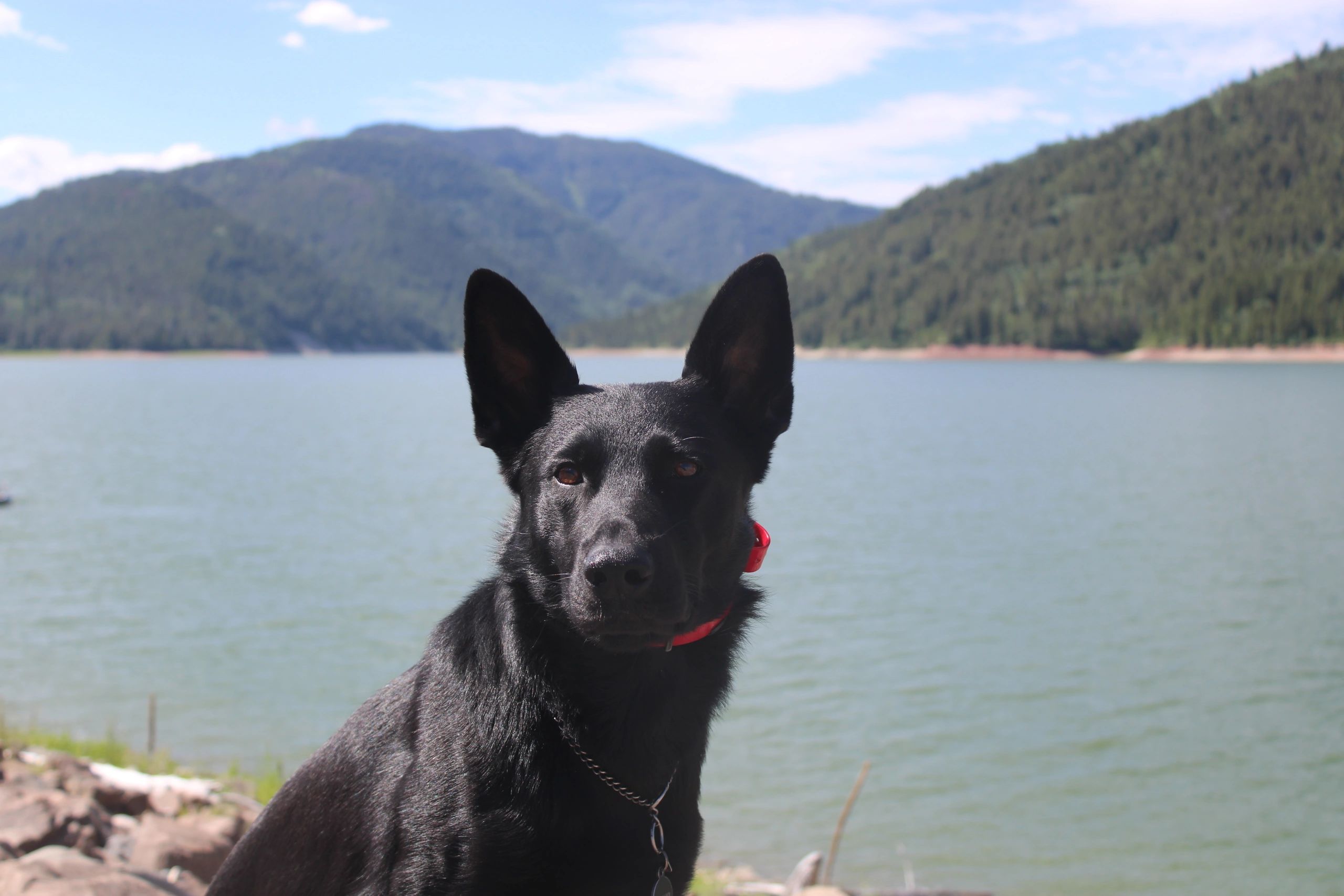 Expert K9 Obedience Training Services
