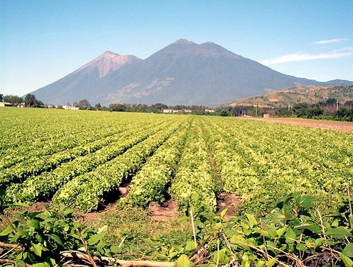Guatemala Produce Trade Association