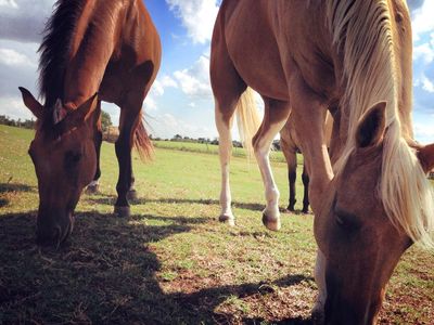 7IL Ranch - Horse Boarding, Pasture Boarding, Horseback Riding | 7IL Ranch