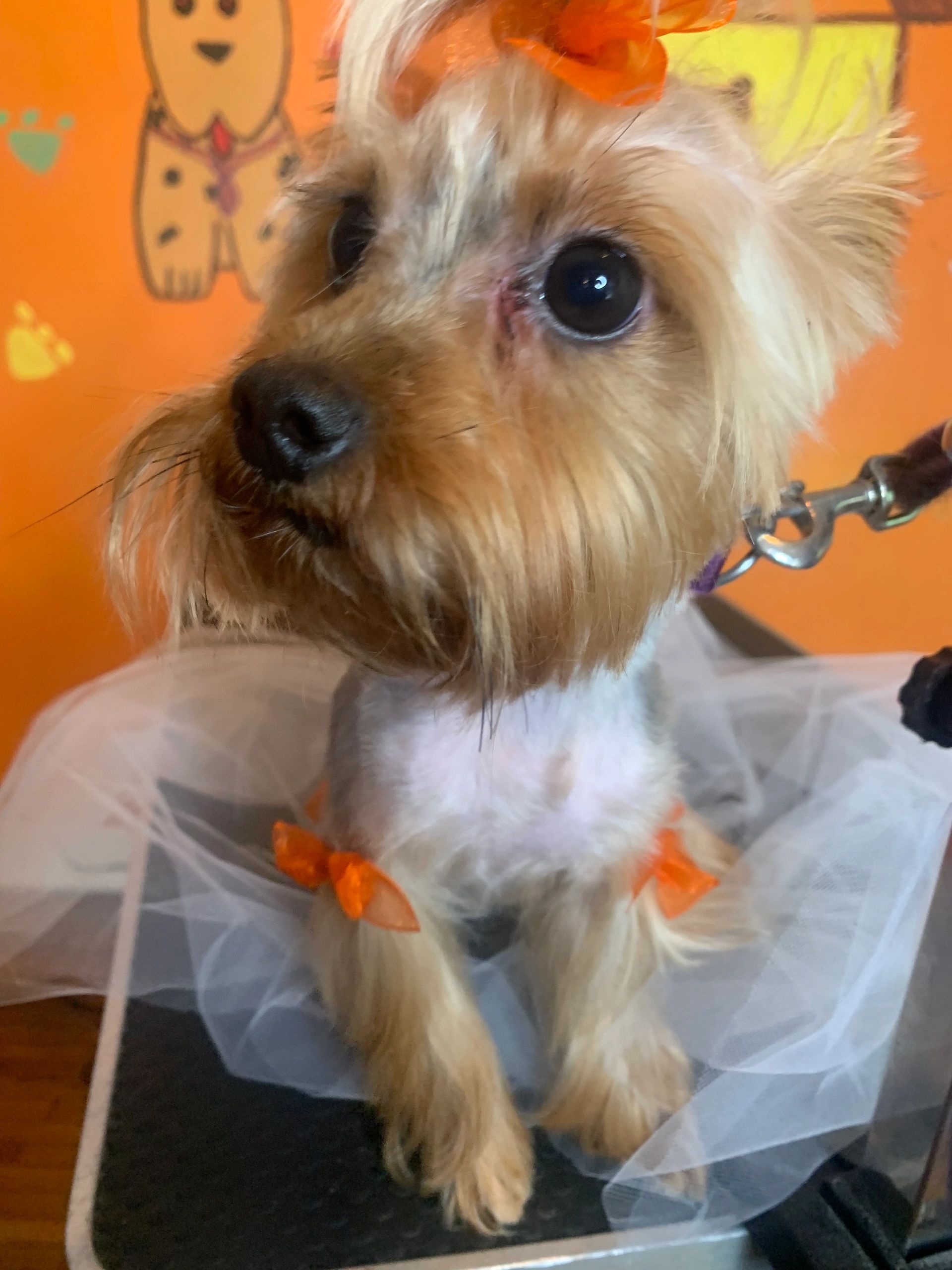 Glamour Grooming Small Pups/Dogs up to 12 lbs