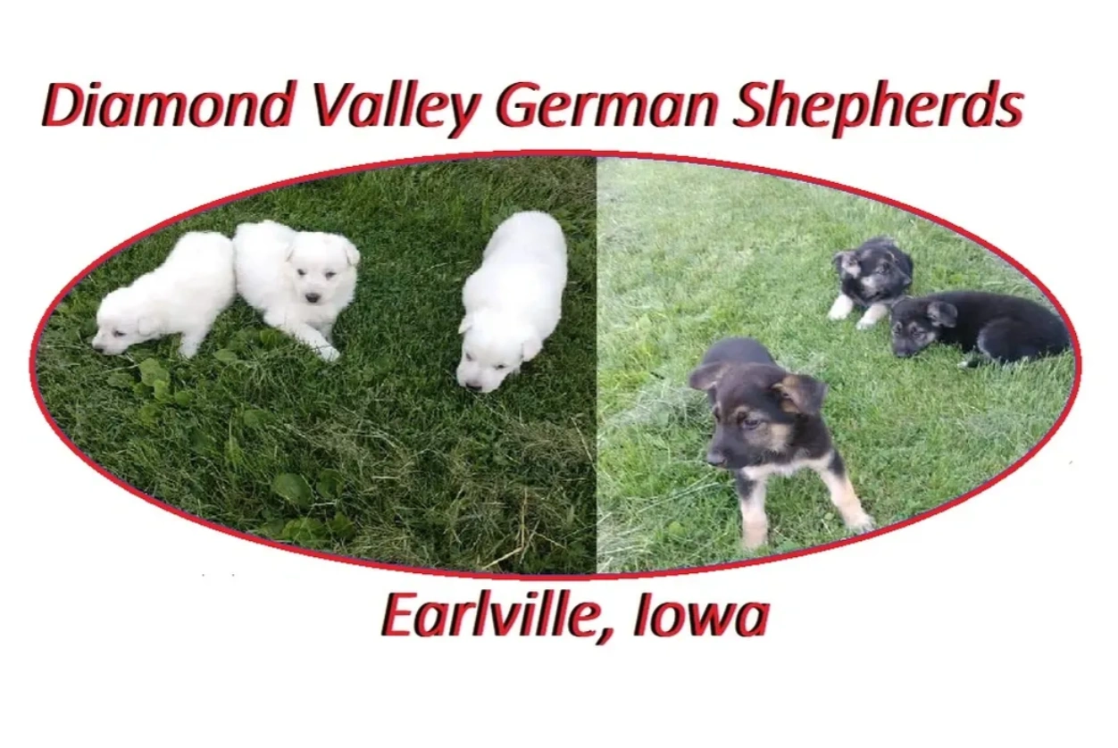Diamond Valley German Shepherds