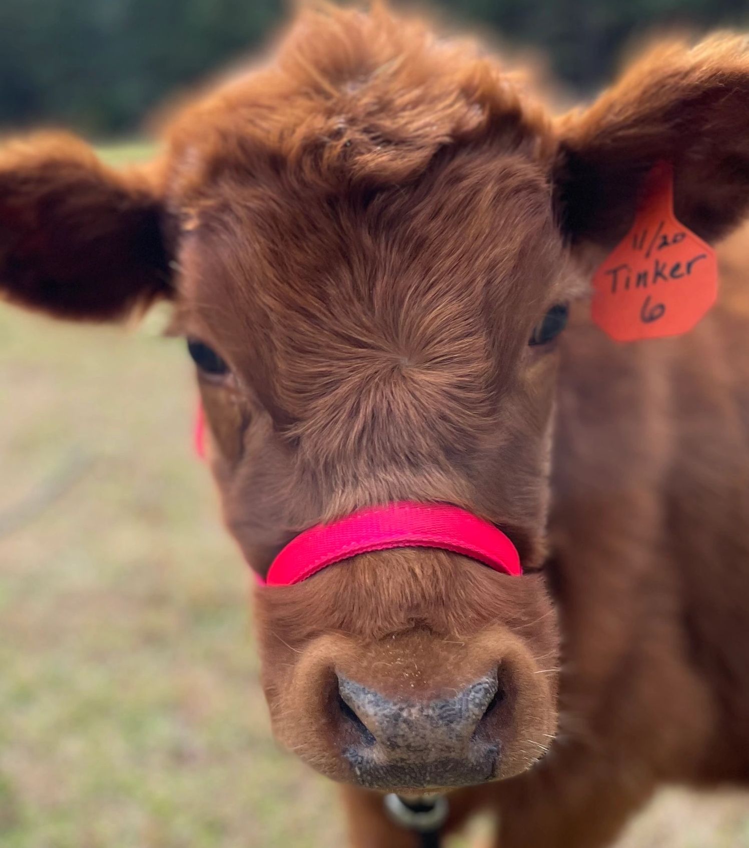 Ryhu Ranch - Pygmy Goats Dexter Cattle, Family Farm
