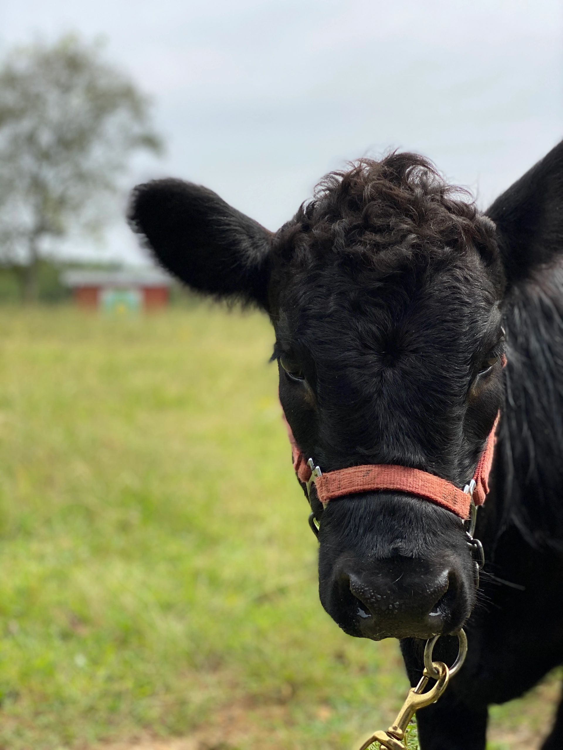 Ryhu Ranch - Pygmy Goats Dexter Cattle, Family Farm