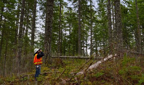 HOME [www.ahforestry.com]