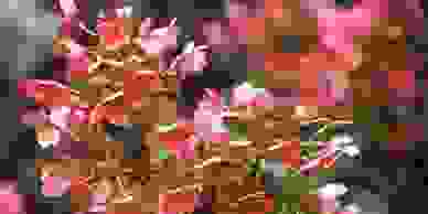 Michael Brothers Nursery - Plants - Pittsburgh, Pennsylvania | Michael ...