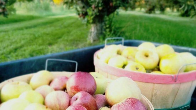 Missouri’s apple orchards are a must-visit destination