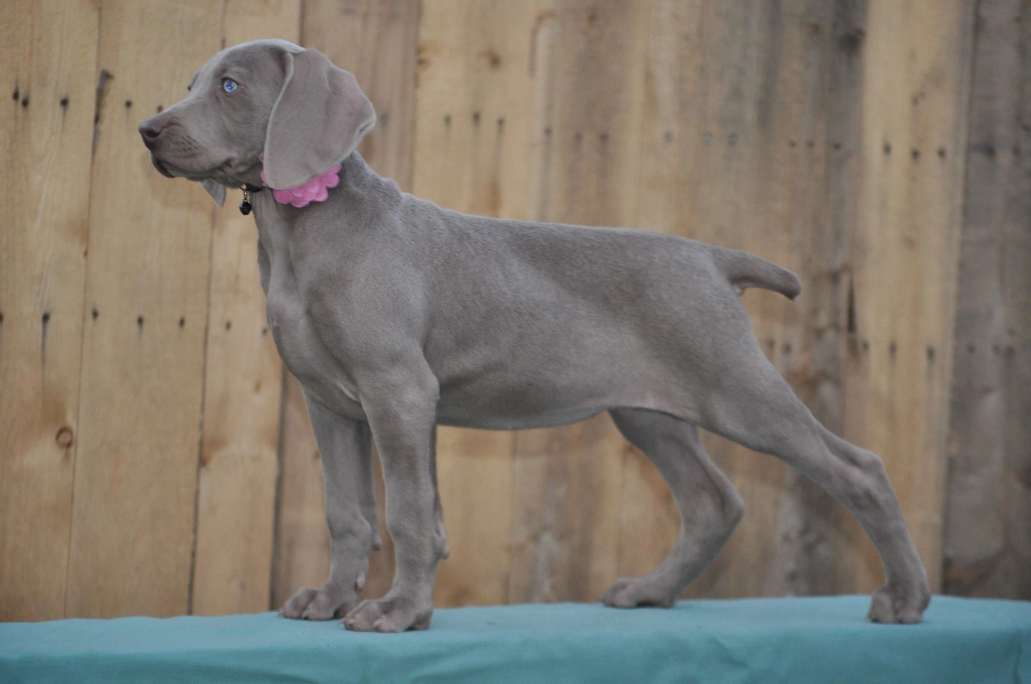 Are Male Or Female Weimaraners Better