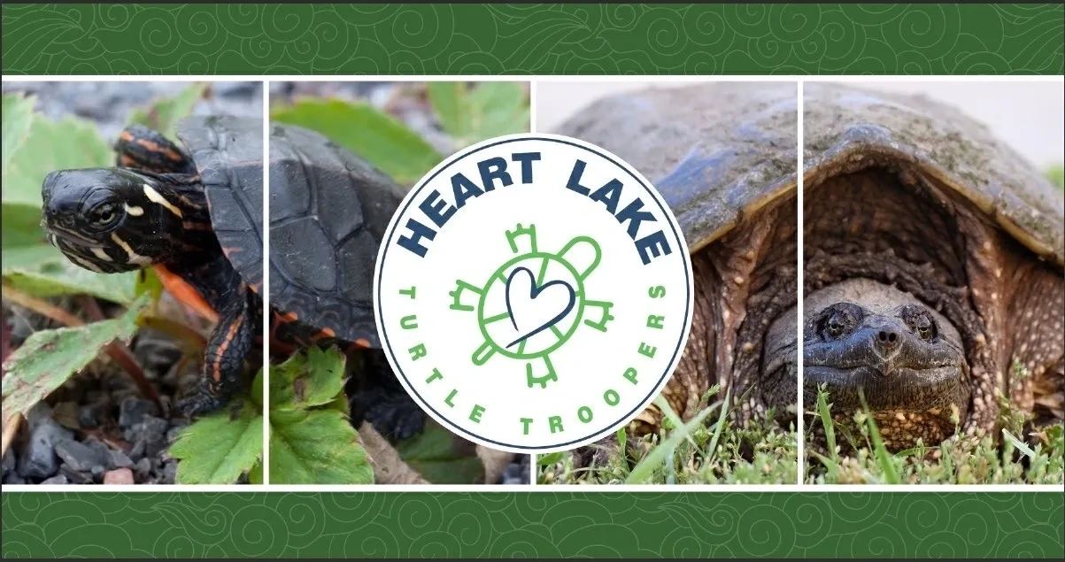 Turtle 101 Heart Lake Turtle Troopers