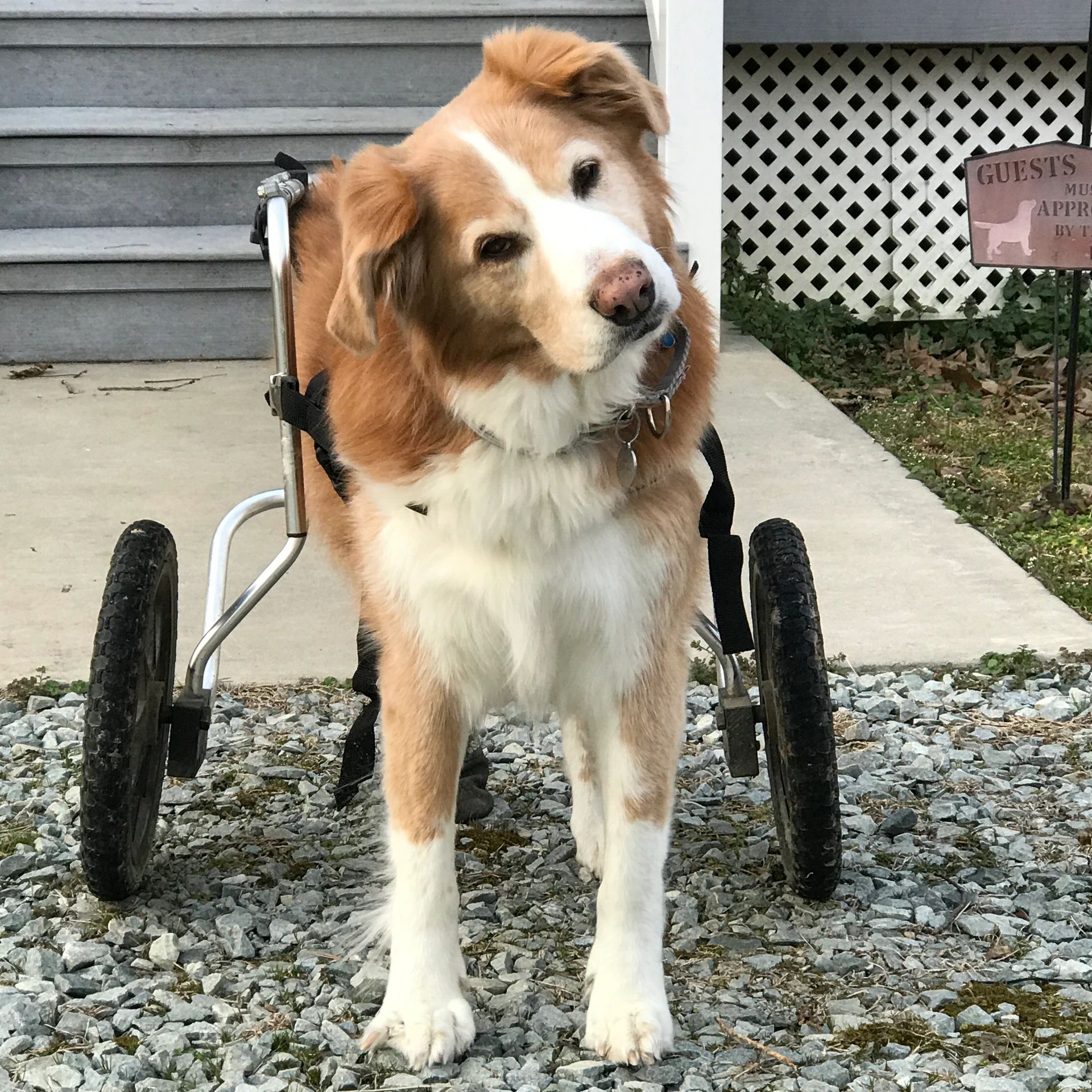 Doggon' Wheels, LLC