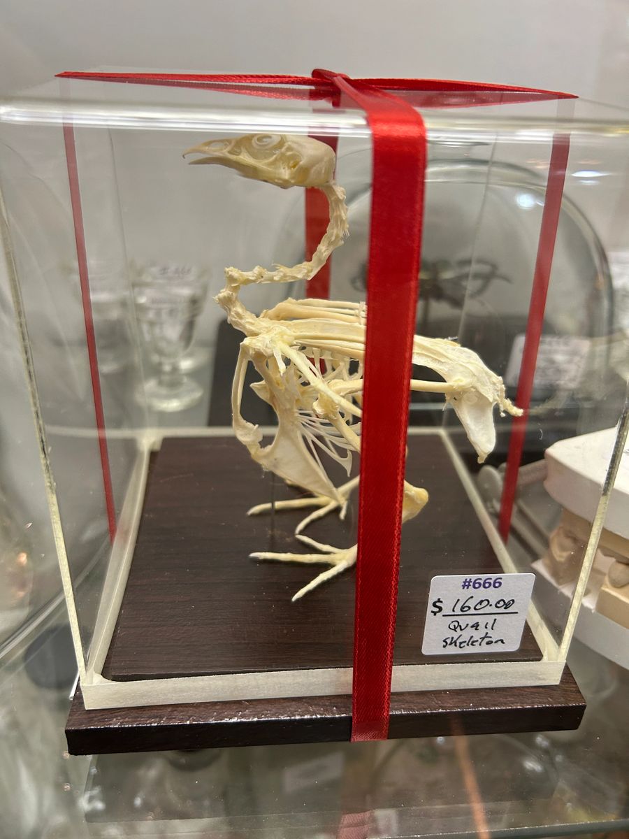 Quail skeleton