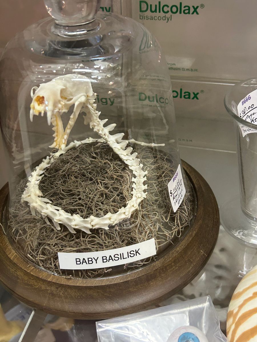 rare BABY BASILISK domed skeleton skull & spine