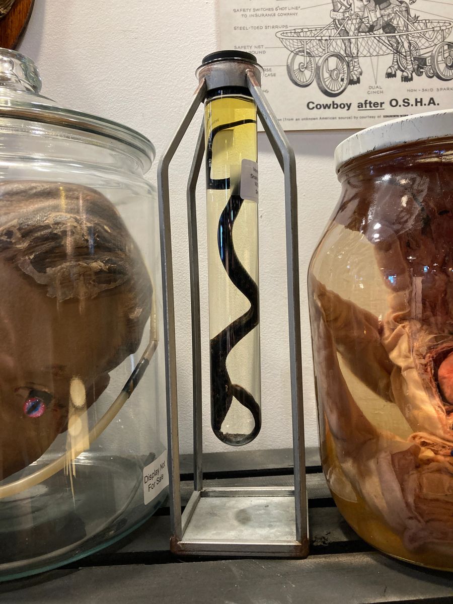 Snake Wet Specimen