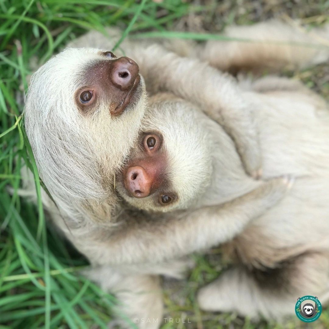殮 Discover The Sloth Institute Costa Rica in Manuel Antonio!