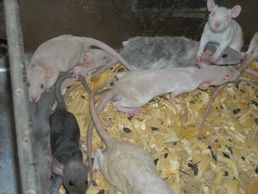 Available Animals | Best Exotics LLC